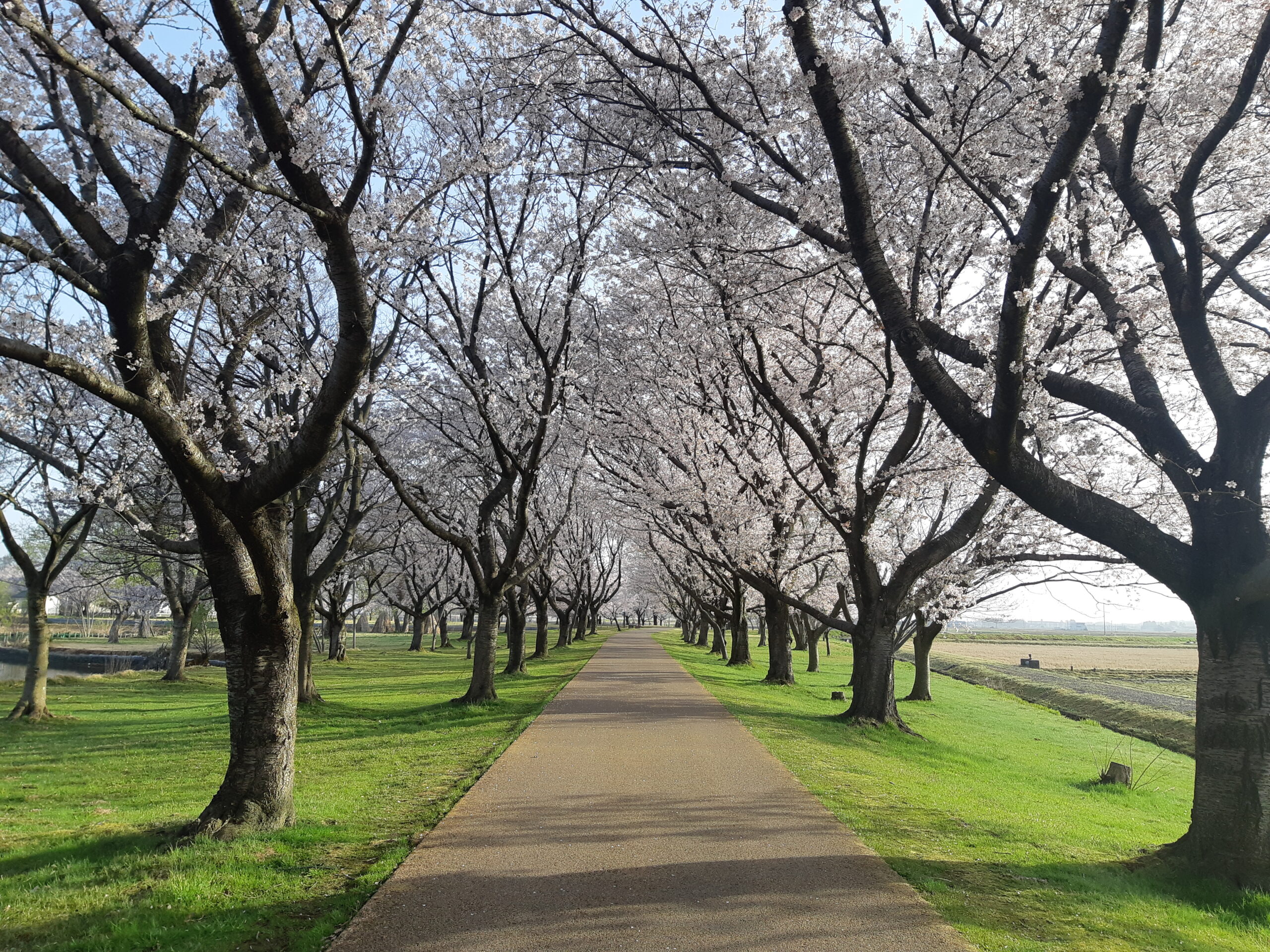 Best of Komatsu Sakura: A Preview | EXPLORE KOMATSU